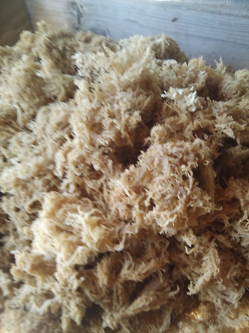 Gold Sea Moss | Premium Wildcrafted Sea Moss From Saint Lucia, Sold ...