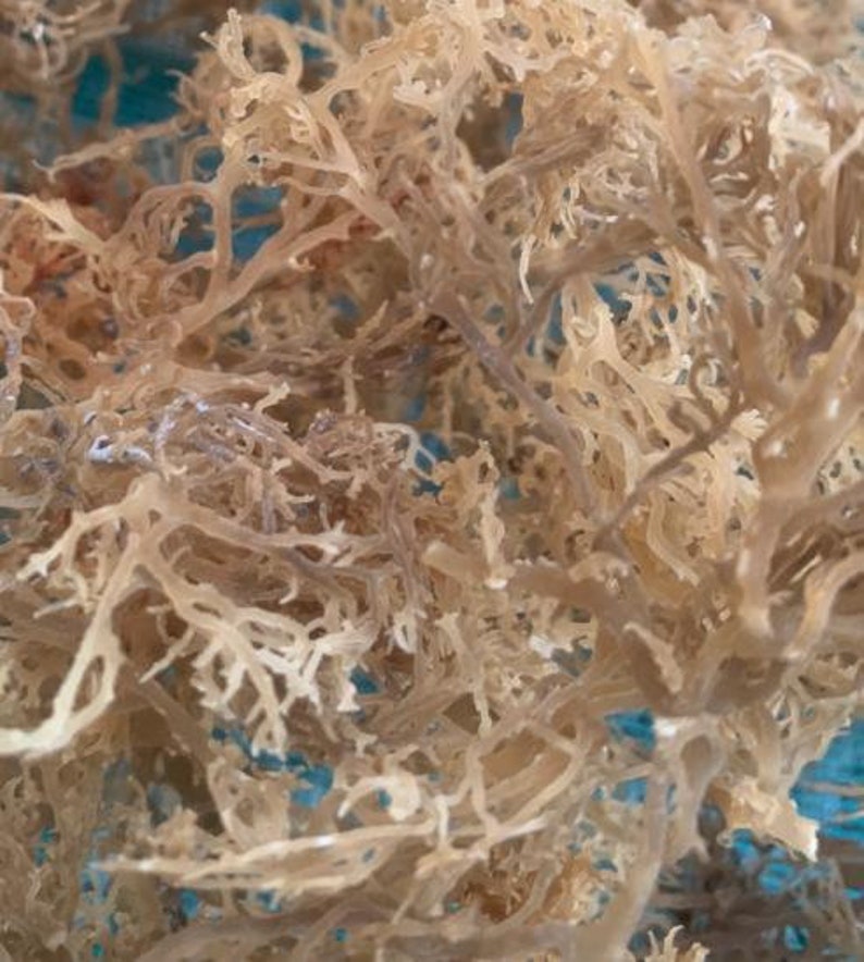 Gold Sea Moss | Premium Wildcrafted Sea Moss From Saint Lucia, Sold ...