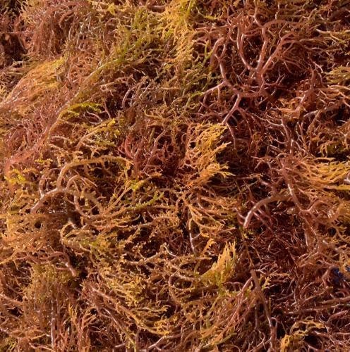 Gold Sea Moss | Premium Wildcrafted Sea Moss From Saint Lucia, Sold ...