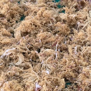 Gold Sea Moss | Premium Wildcrafted Sea Moss From Saint Lucia, Sold ...