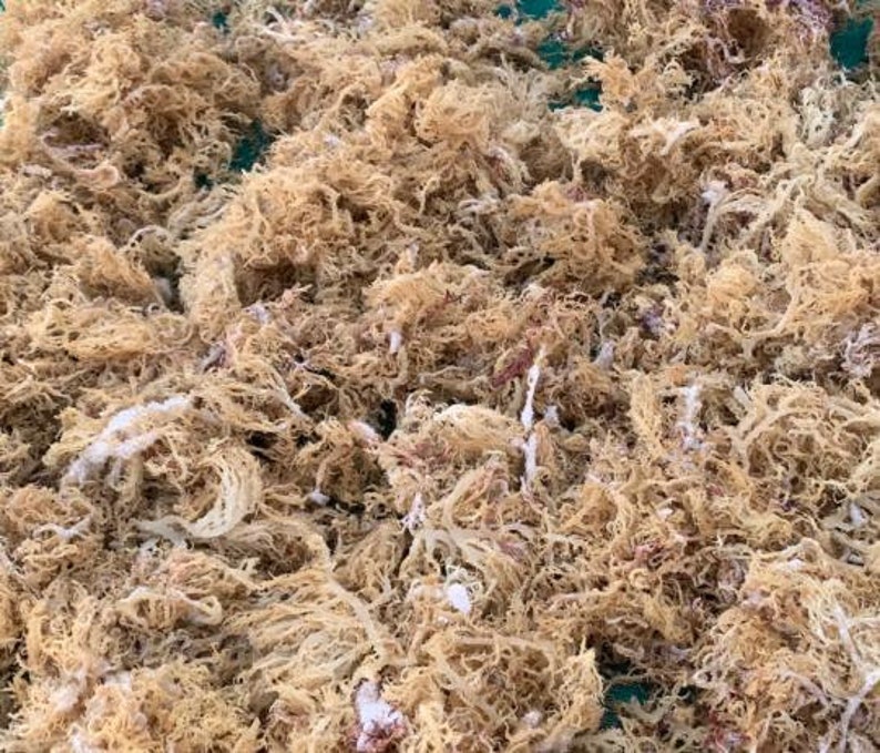 Gold Sea Moss | Premium Wildcrafted Sea Moss From Saint Lucia, Sold ...