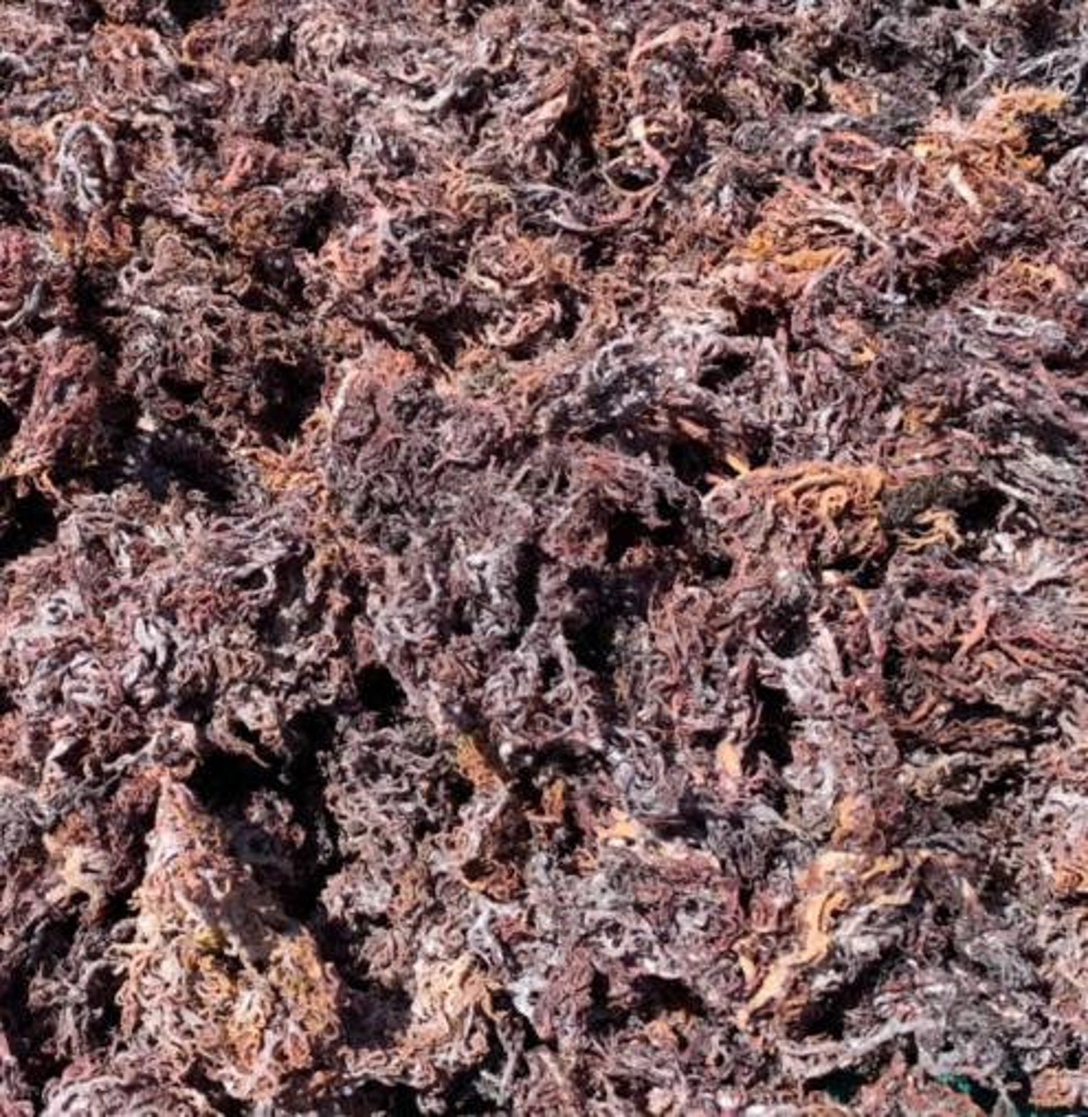 Purple Sea Moss | Premium Wildcrafted Sea Moss From Saint Lucia, Sold ...