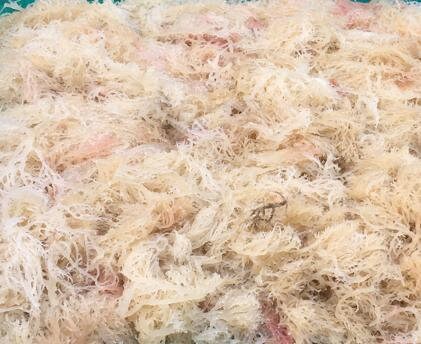 Gold Sea Moss | Premium Wildcrafted Sea Moss From Saint Lucia, Sold ...