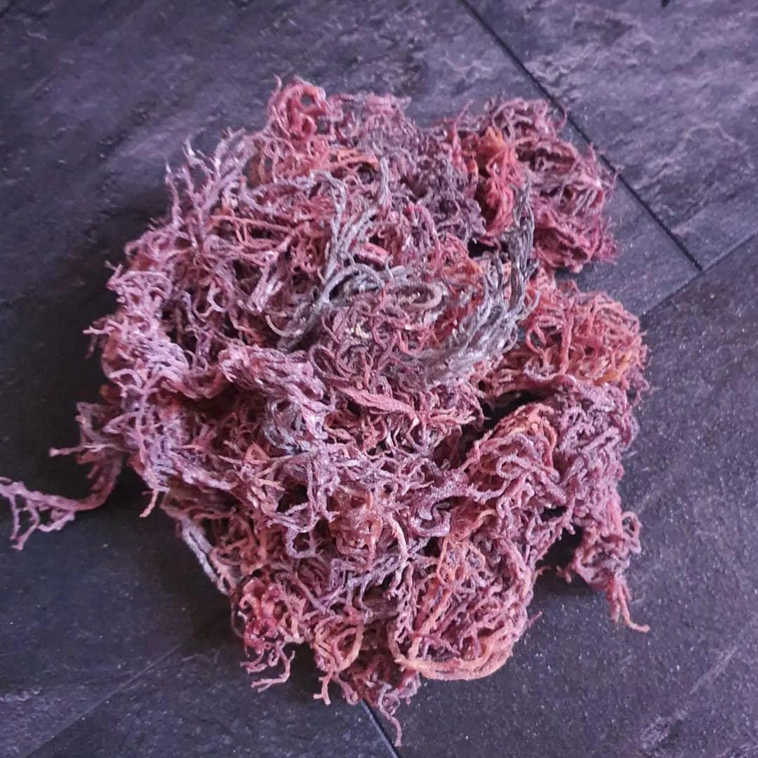 Purple Sea Moss | Premium Wildcrafted Sea Moss From Saint Lucia, Sold ...