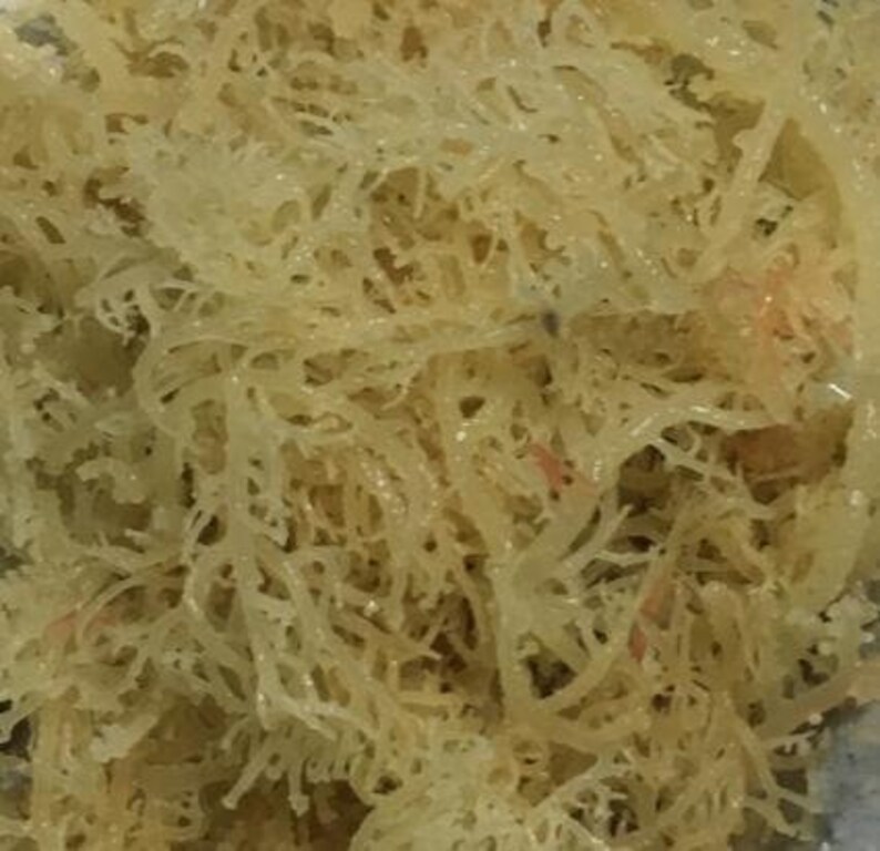 Gold Sea Moss | Premium Wildcrafted Sea Moss From Saint Lucia, Sold ...