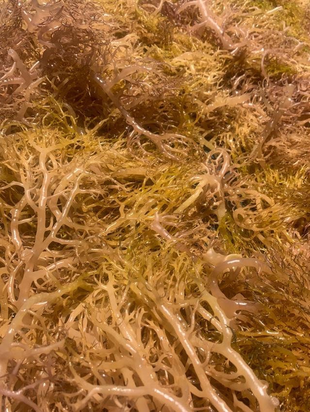 Gold Sea Moss | Premium Wildcrafted Sea Moss From Saint Lucia, Sold ...