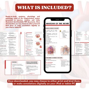 Circulatory Cardiovascular System Free Flashcard and Stickers ...