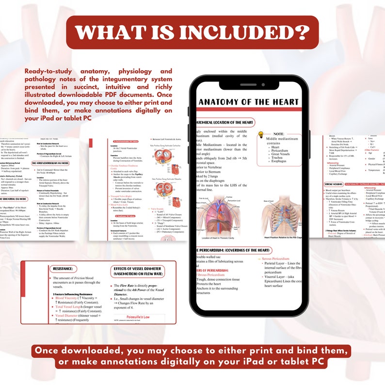 Circulatory Cardiovascular System Free Flashcard and Stickers ...