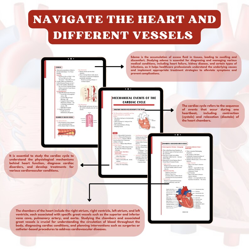Circulatory Cardiovascular System Free Flashcard and Stickers ...
