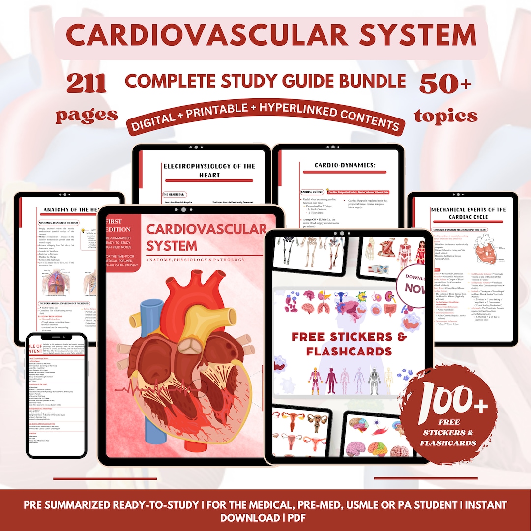 Circulatory Cardiovascular System Free Flashcard and Stickers ...