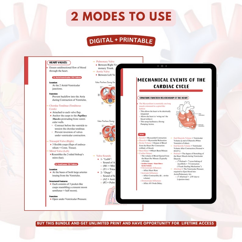 Circulatory Cardiovascular System Free Flashcard and Stickers ...