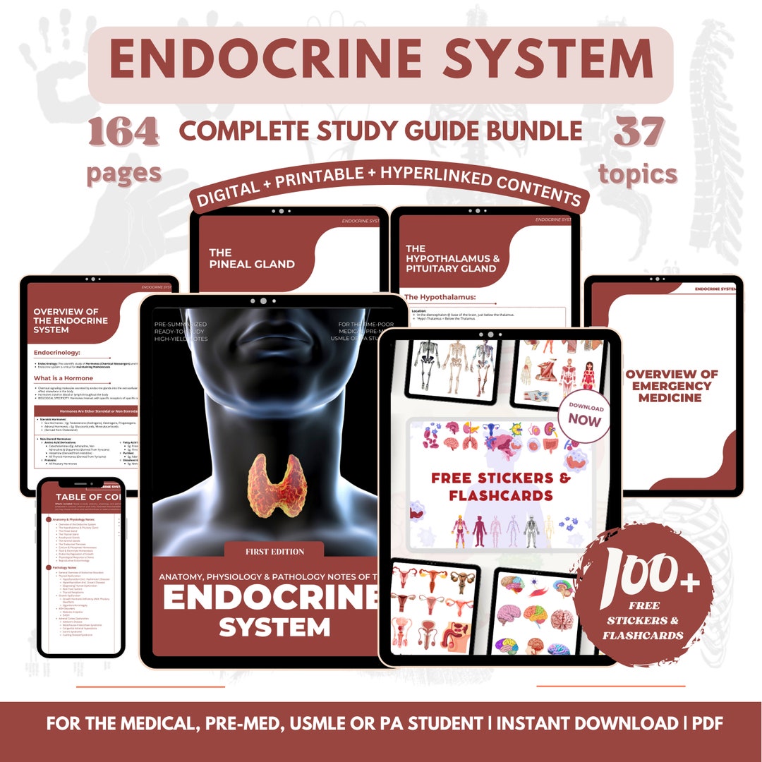 Endocrine System Bundle With Free Planner and Stickers, Endocrine Study ...