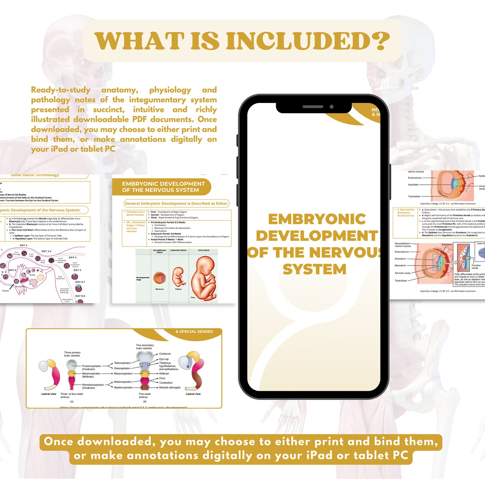 Nervous System and Special Sense Bundle With Flashcard and Stickers ...