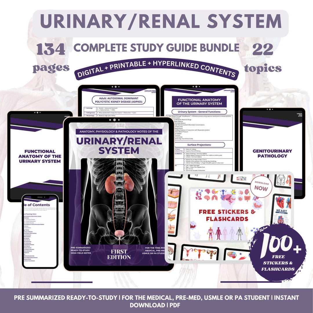 Urinary Renal System Bundle With Flashcard and Stickers Nursing Guide ...