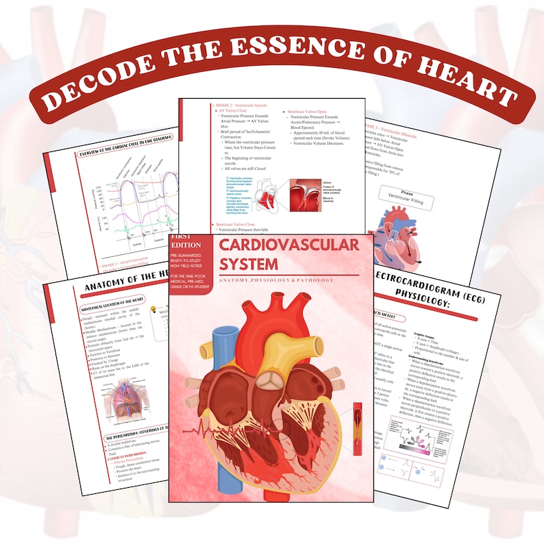 Circulatory Cardiovascular System Free Flashcard and Stickers ...