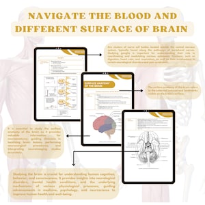 Nervous System and Special Sense Bundle With Flashcard and Stickers ...