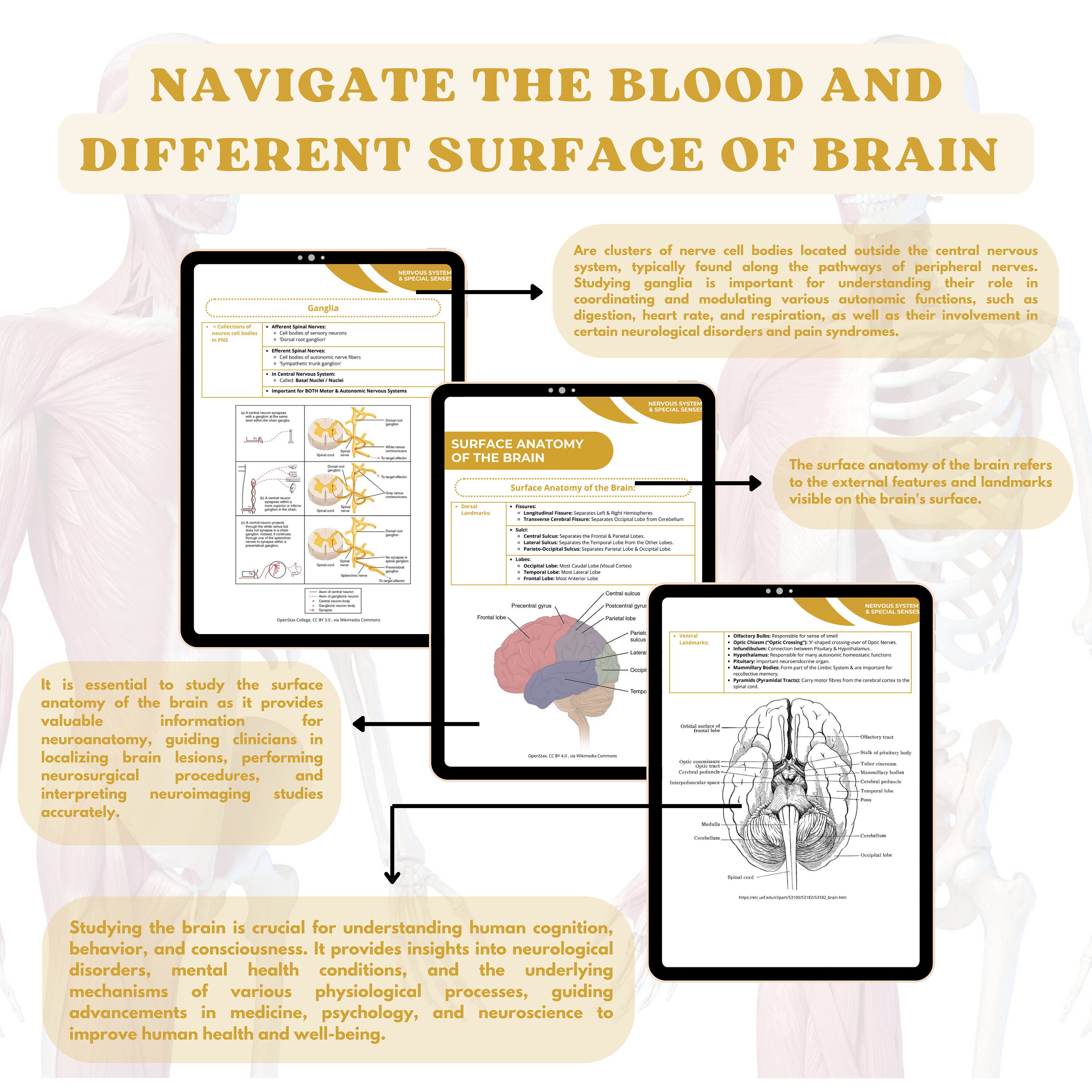 Nervous System and Special Sense Bundle With Flashcard and Stickers ...