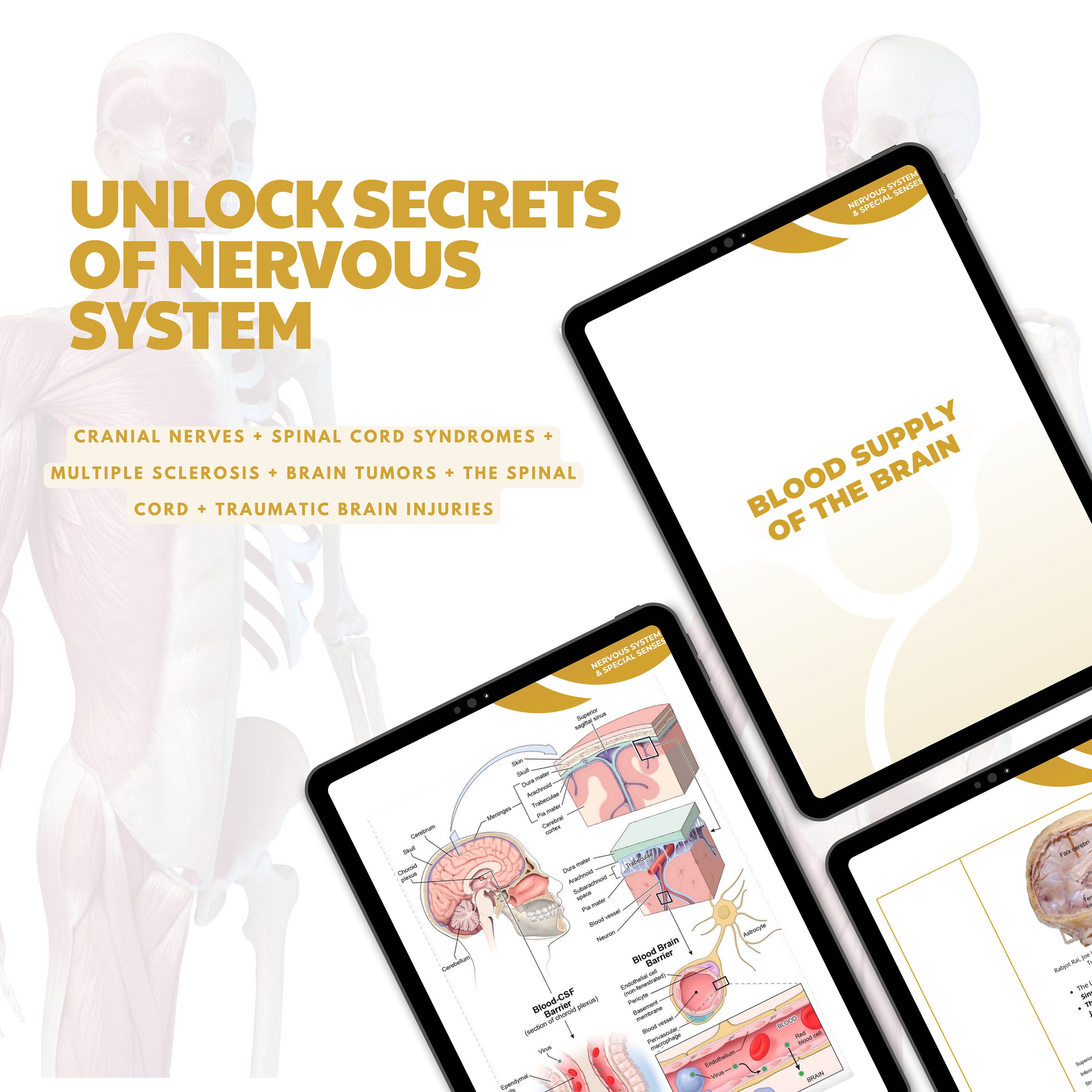 Nervous System and Special Sense Bundle With Flashcard and Stickers ...