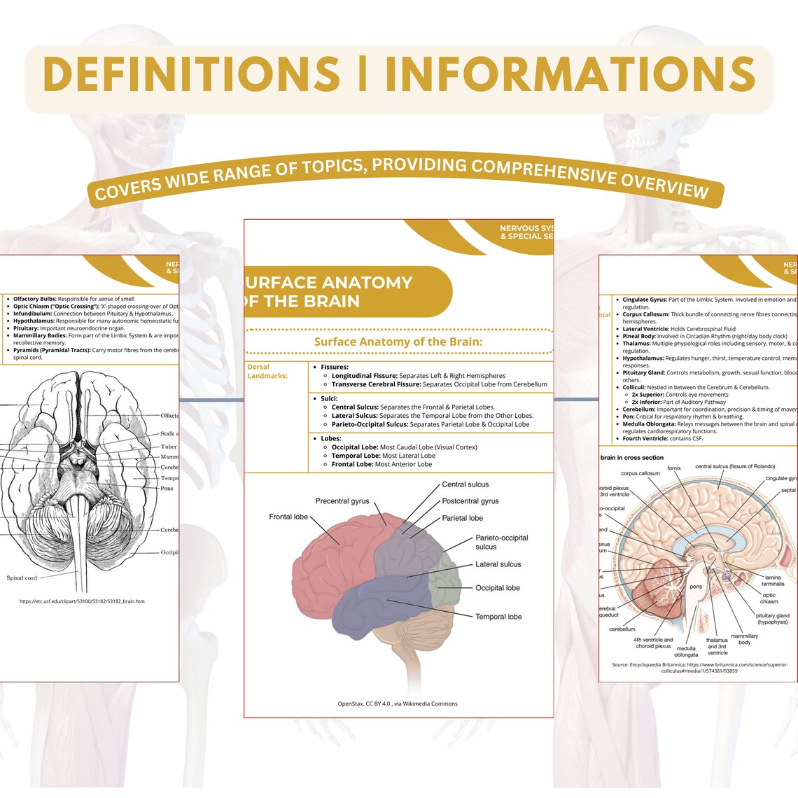 Nervous System and Special Sense Bundle With Flashcard and Stickers ...