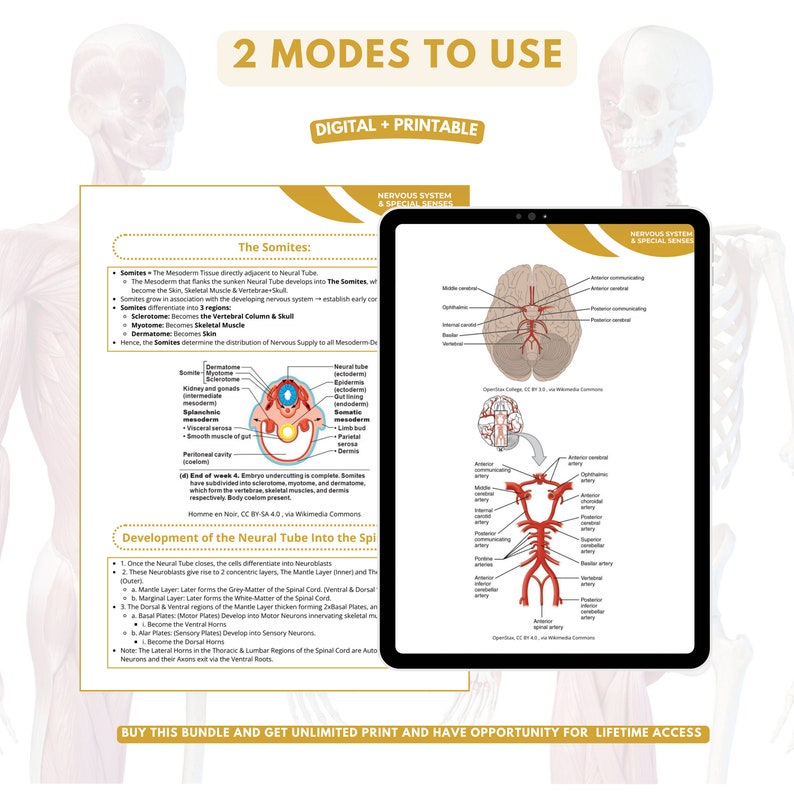 Nervous System and Special Sense Bundle With Flashcard and Stickers ...