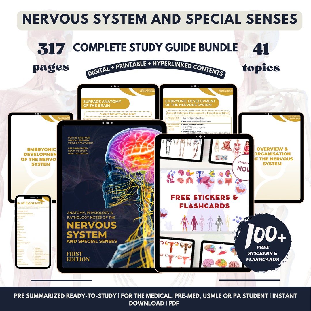 Nervous System and Special Sense Bundle With Flashcard and Stickers ...