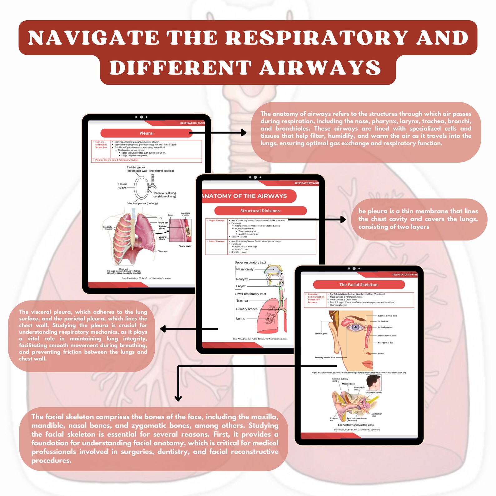 Respiratory System Bundle With Flashcard and Stickers Nursing Guide ...