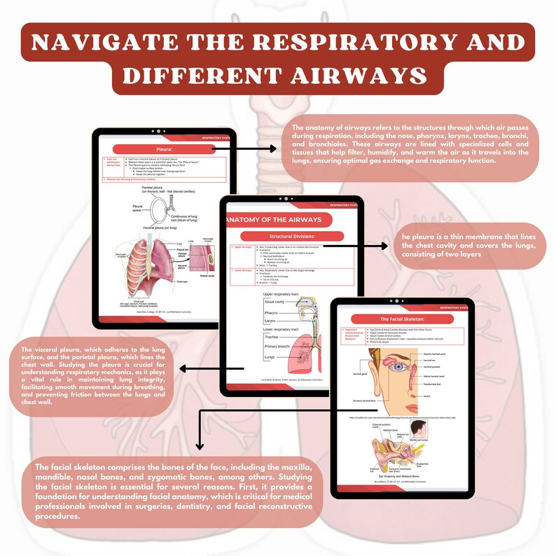 Respiratory System Bundle With Flashcard and Stickers Nursing Guide ...