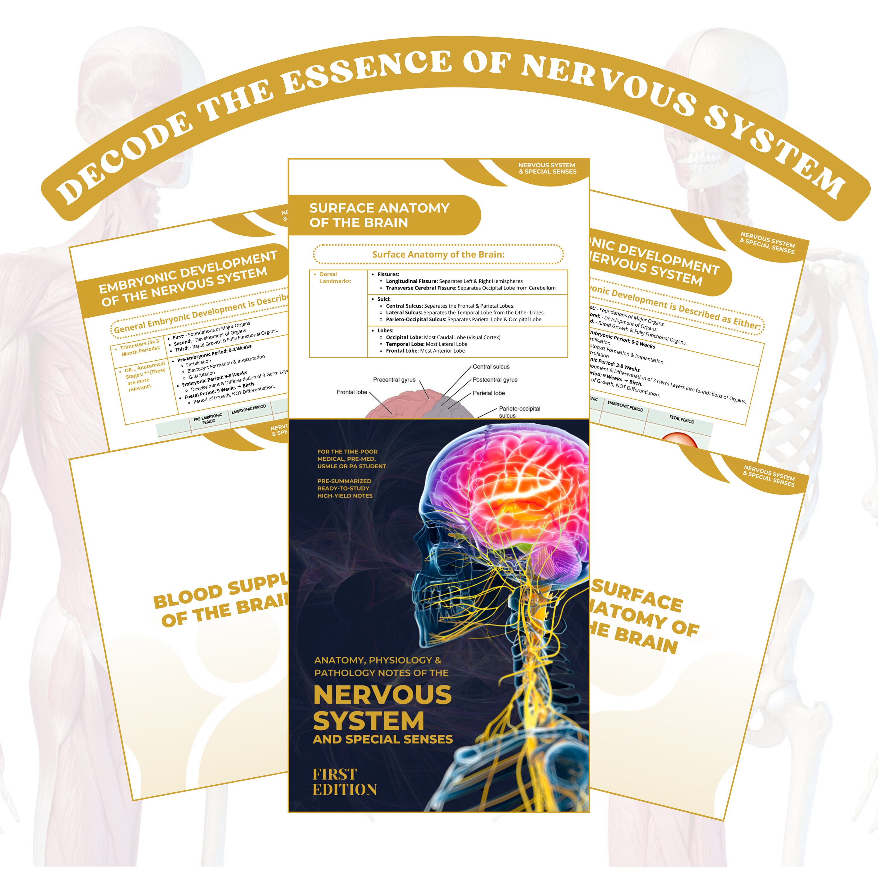 Nervous System and Special Sense Bundle With Flashcard and Stickers ...