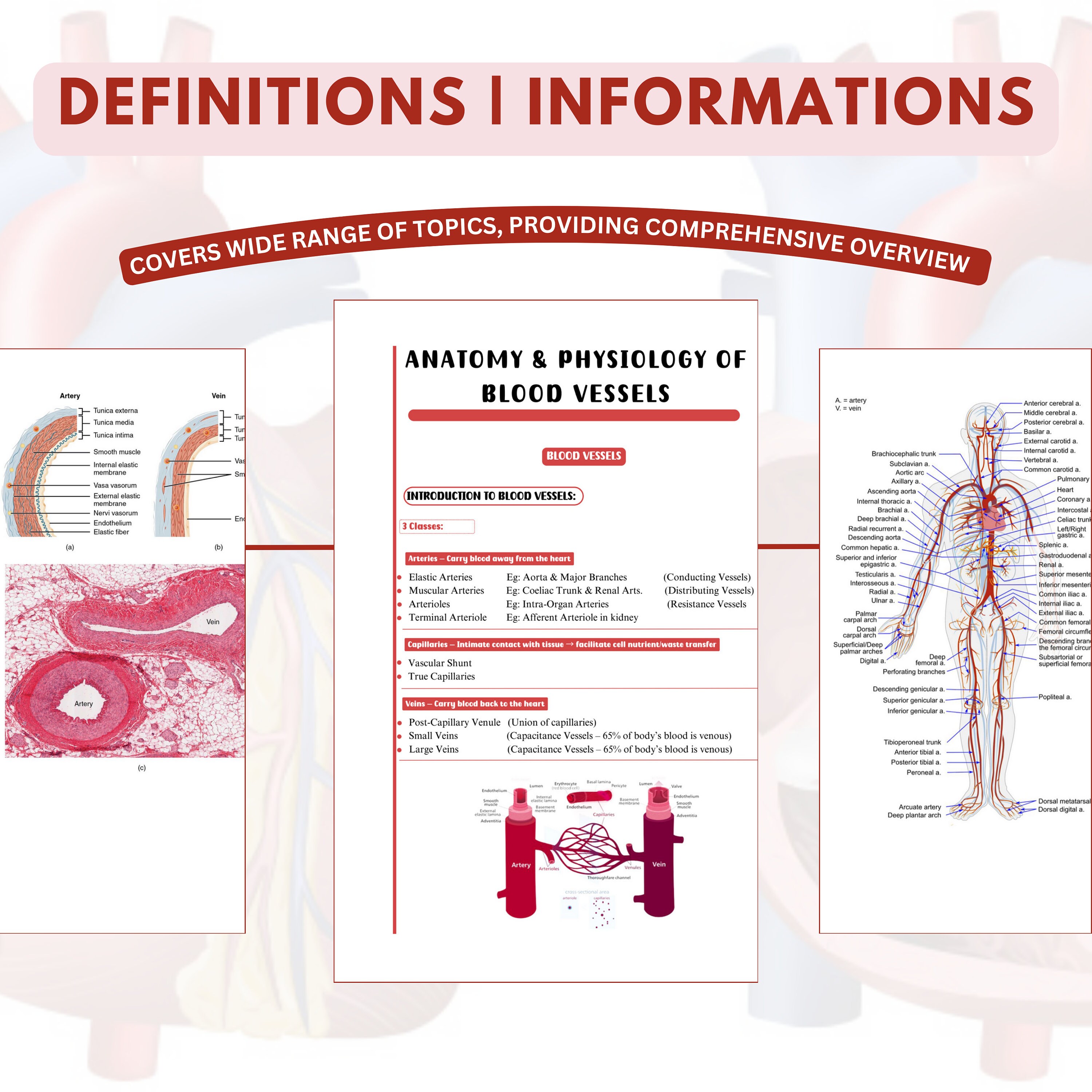 Circulatory Cardiovascular System Free Flashcard and Stickers ...