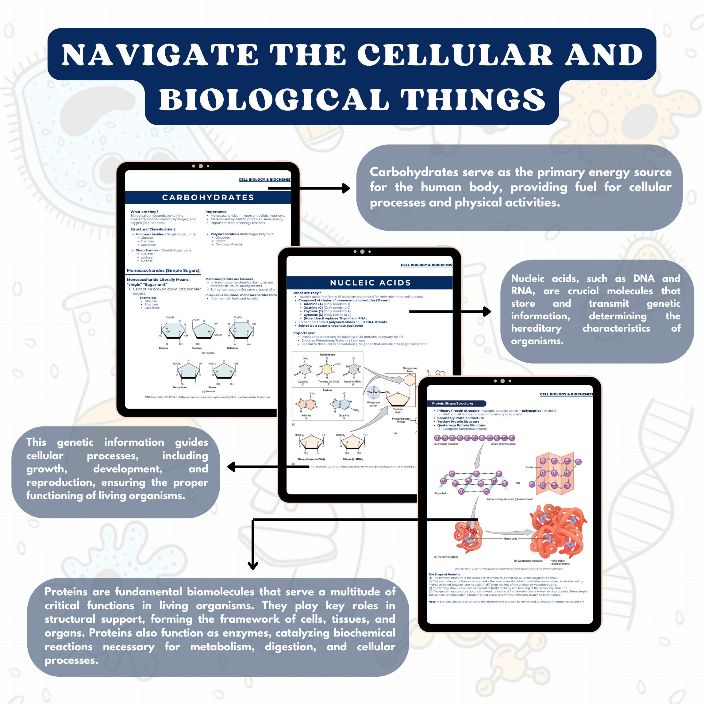Cell Biology & Biochemistry Bundle, Digital Download PDF File Study ...