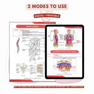 Respiratory System Bundle With Flashcard and Stickers Nursing Guide ...