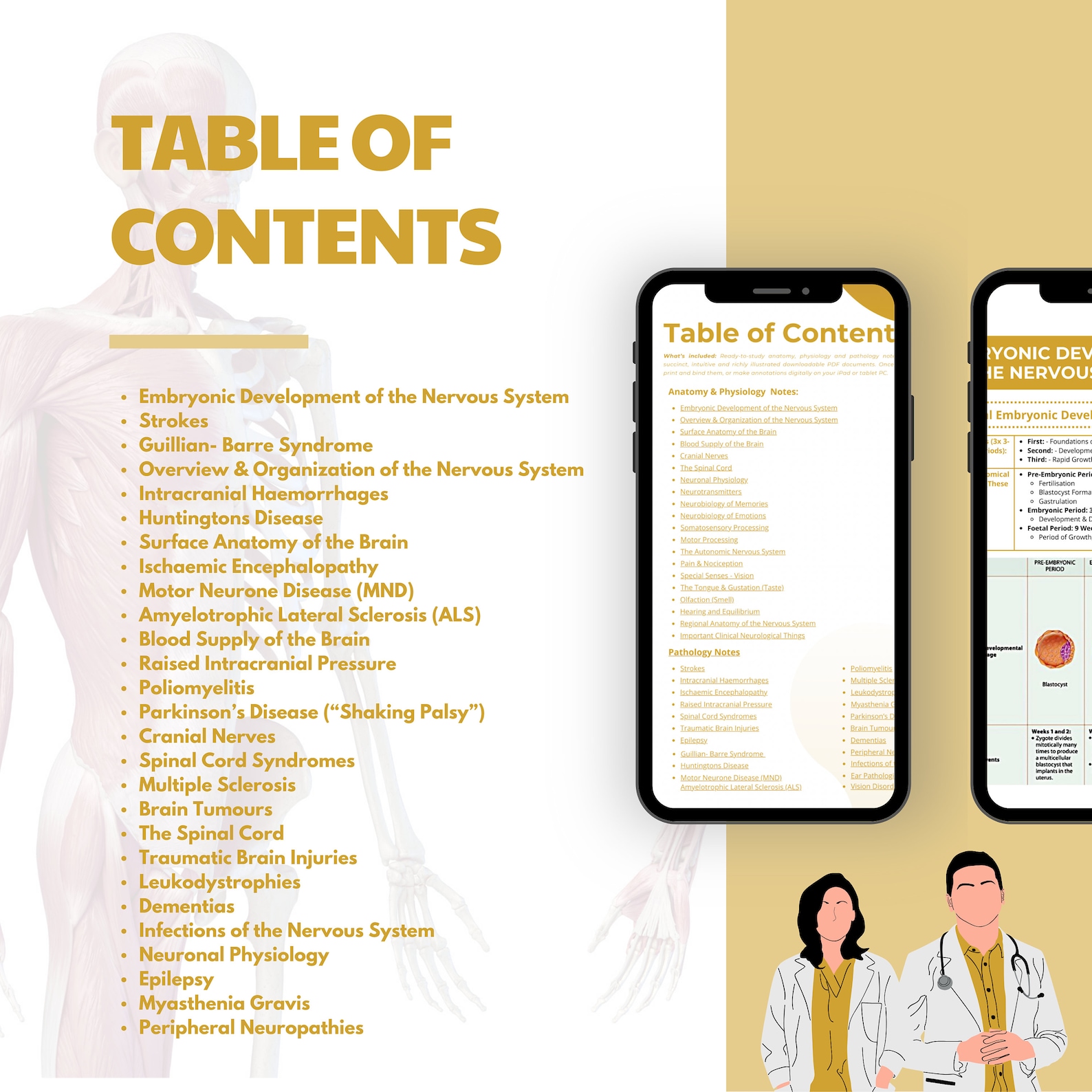 Nervous System and Special Sense Bundle With Flashcard and Stickers ...