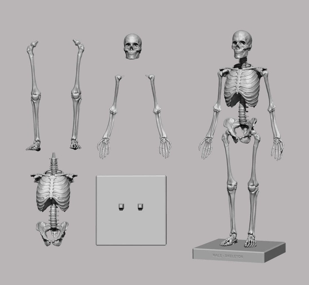 3d Human Skeleton Print File, 3d Skeleton, 3d Print, 3d Printer Machine ...