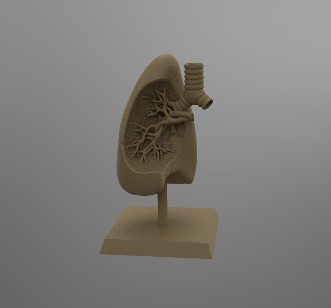 3d Heart Print, 3d Heart, 3d Anatomical Heart, 3d Print, 3d File, 3d ...