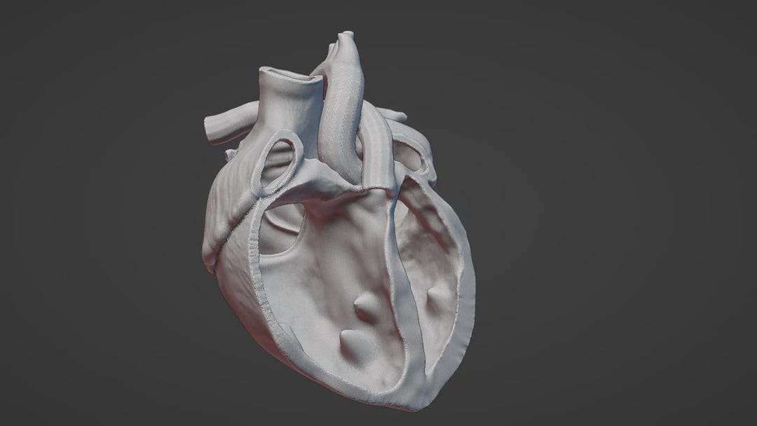 3D Heart Anatomy Print Files: STL for 3D Printer (digital Download) - Etsy