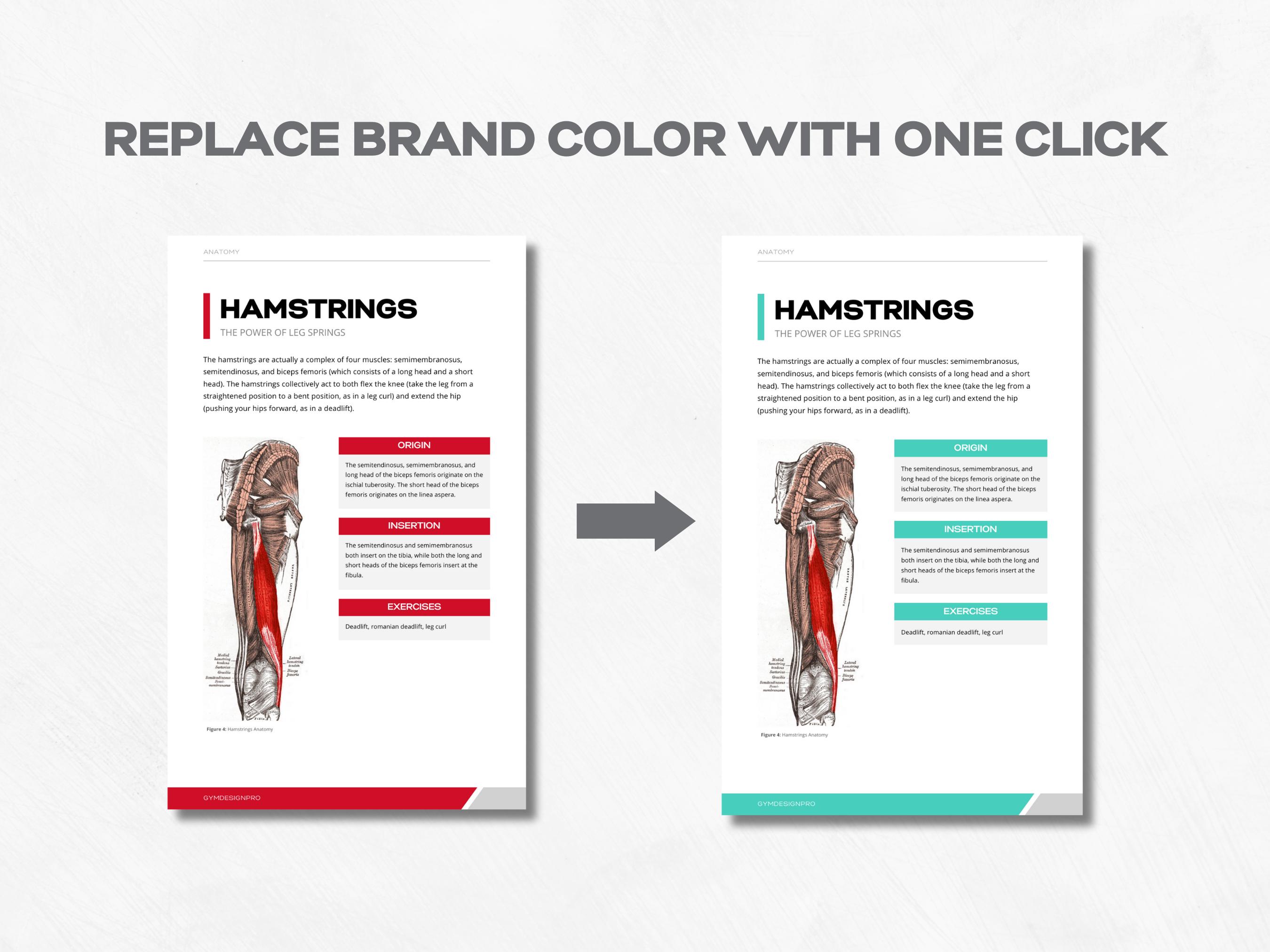 Human Anatomy Template, Muscle Groups Library Guide, Human Body ...