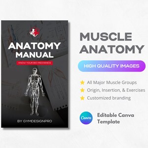 Human Anatomy Template, Muscle Groups Library Guide, Human Body ...