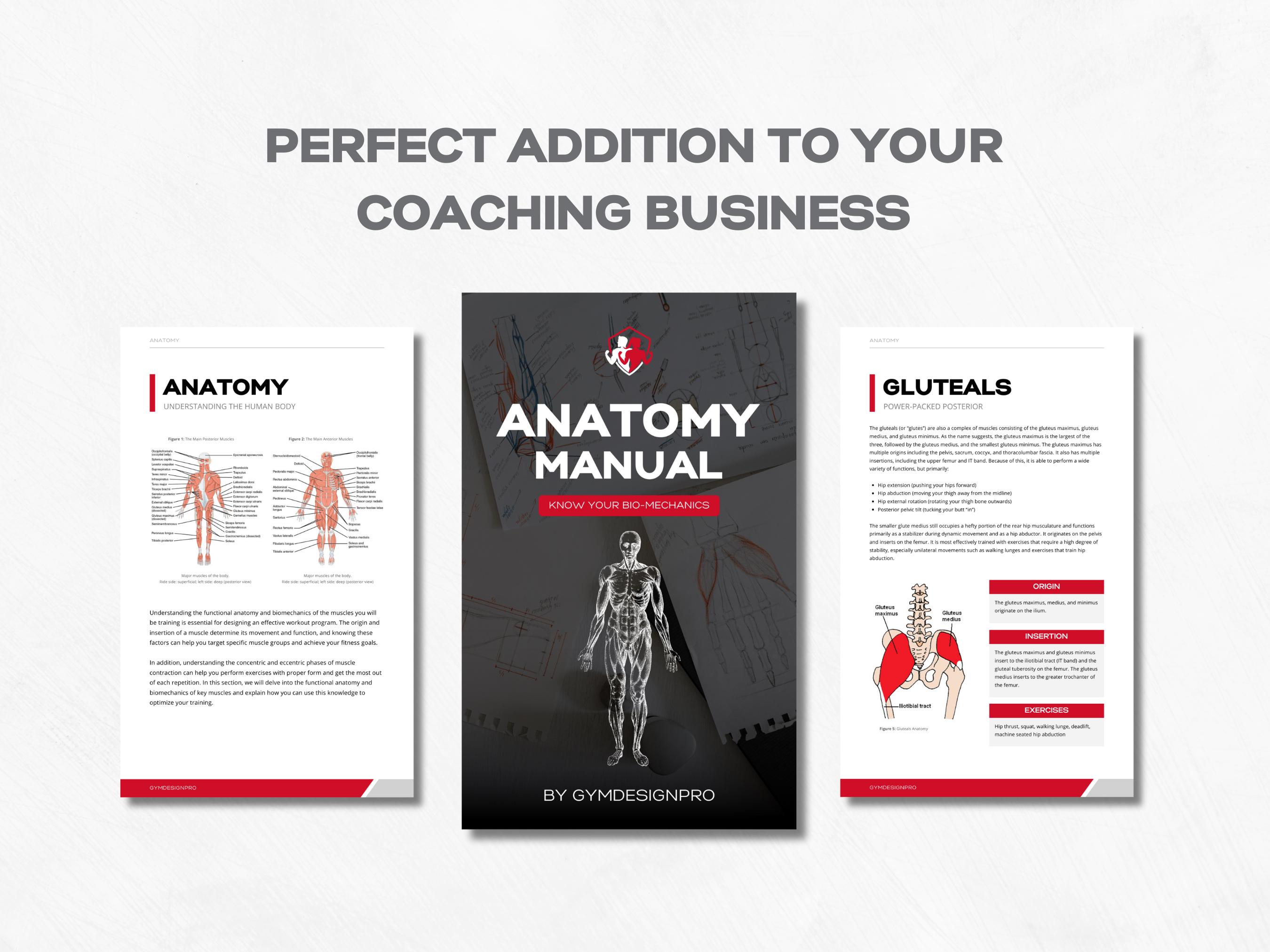 Human Anatomy Template, Muscle Groups Library Guide, Human Body ...