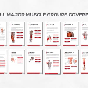 Human Anatomy Template, Muscle Groups Library Guide, Human Body ...