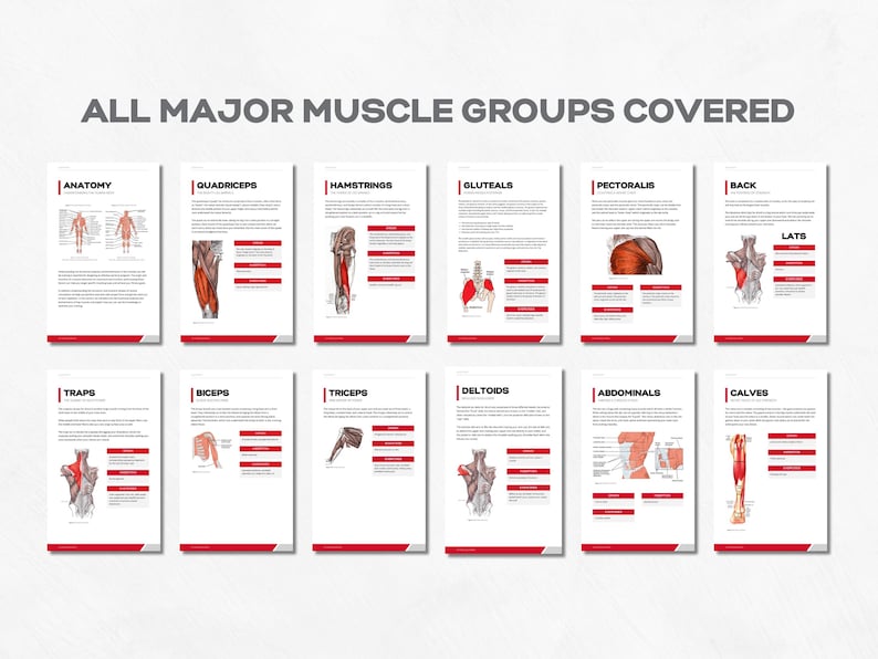 Human Anatomy Template, Muscle Groups Library Guide, Human Body ...