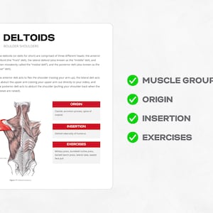 Human Anatomy Template, Muscle Groups Library Guide, Human Body ...