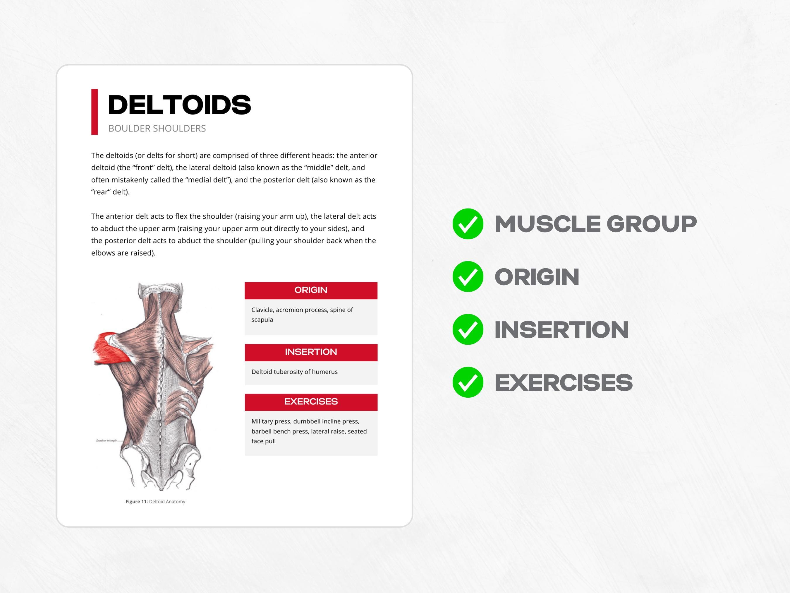 Human Anatomy Template, Muscle Groups Library Guide, Human Body ...