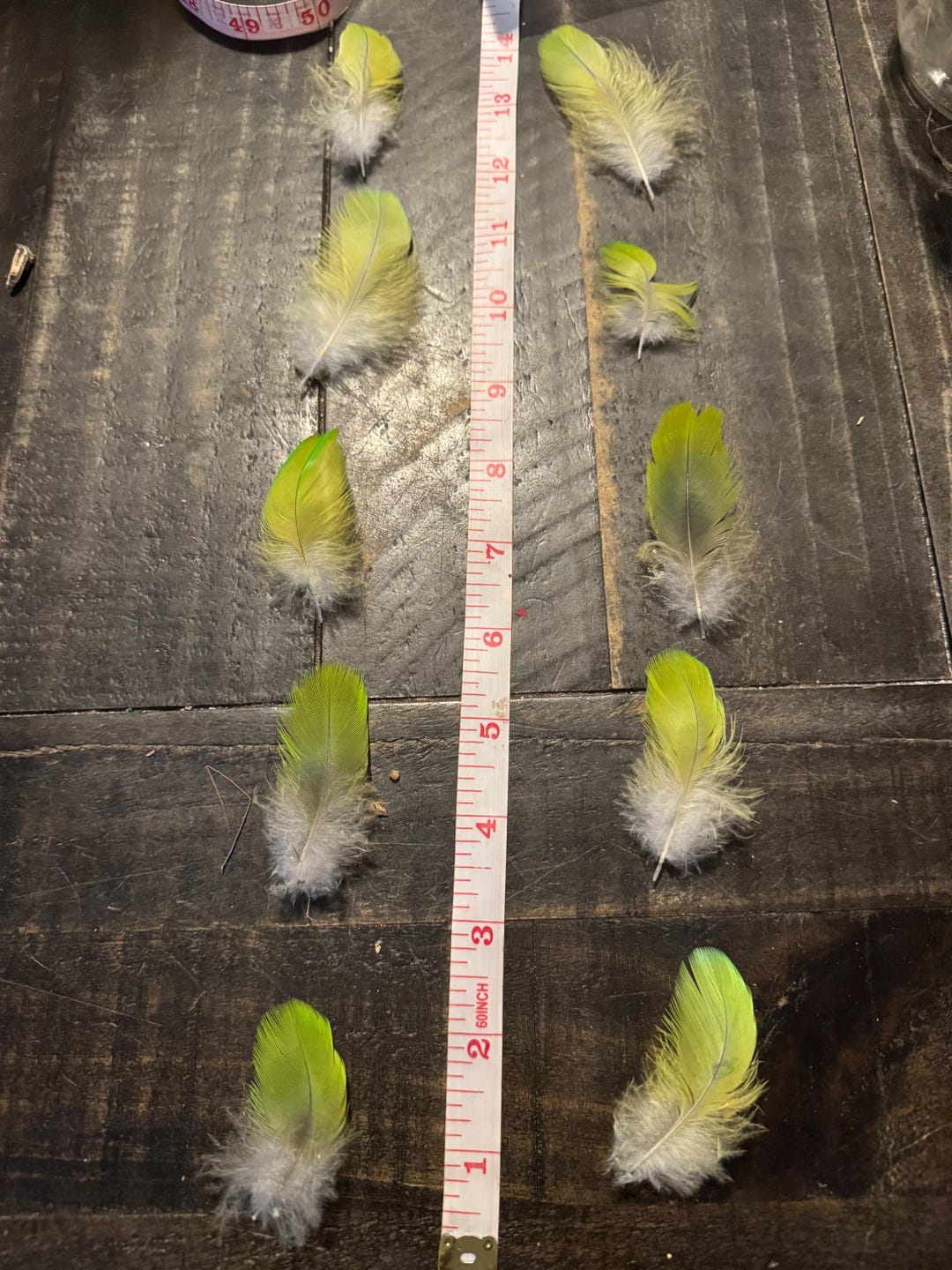 G2- 10 Lime Green Parrot Feathers - Etsy