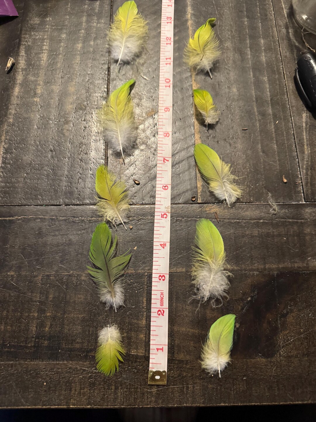 G3- 10 Lime Green Parrot Feathers - Etsy