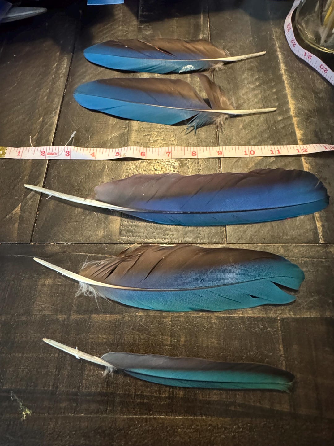 MM2- Five Green Wing Macaw Feathers - Etsy