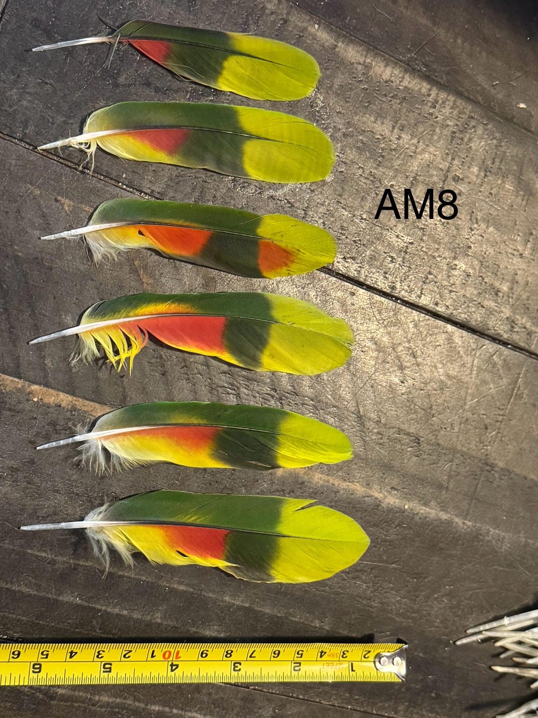 AM8- Six Amazon Feathers - Etsy