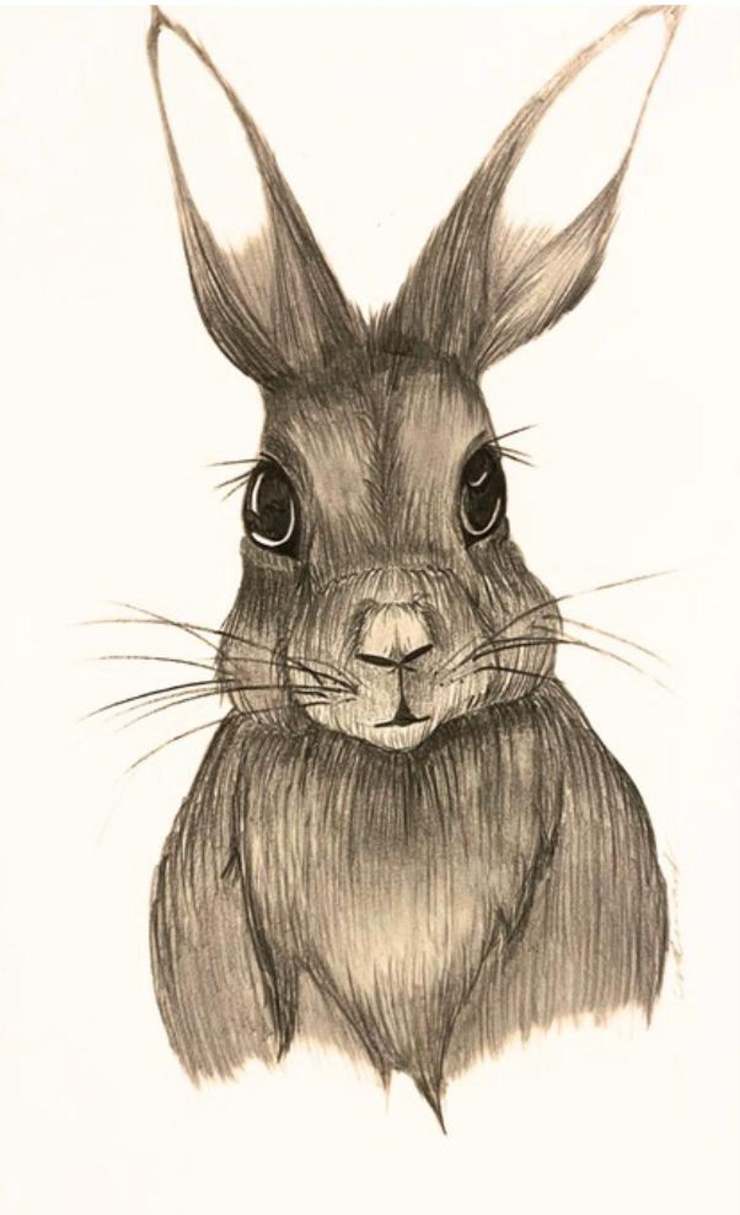 Rabbit Drawing - Etsy