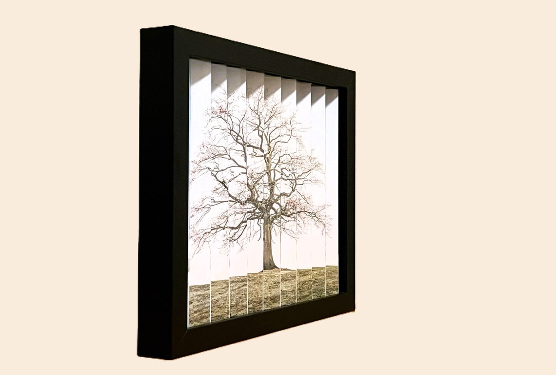 Oak Tree Kinetic Photograph, Agamograph: Winter and Spring in 8" X 10 ...