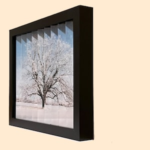 Oak Tree Kinetic Photograph, Agamograph: Winter and Spring in 8" X 10 ...