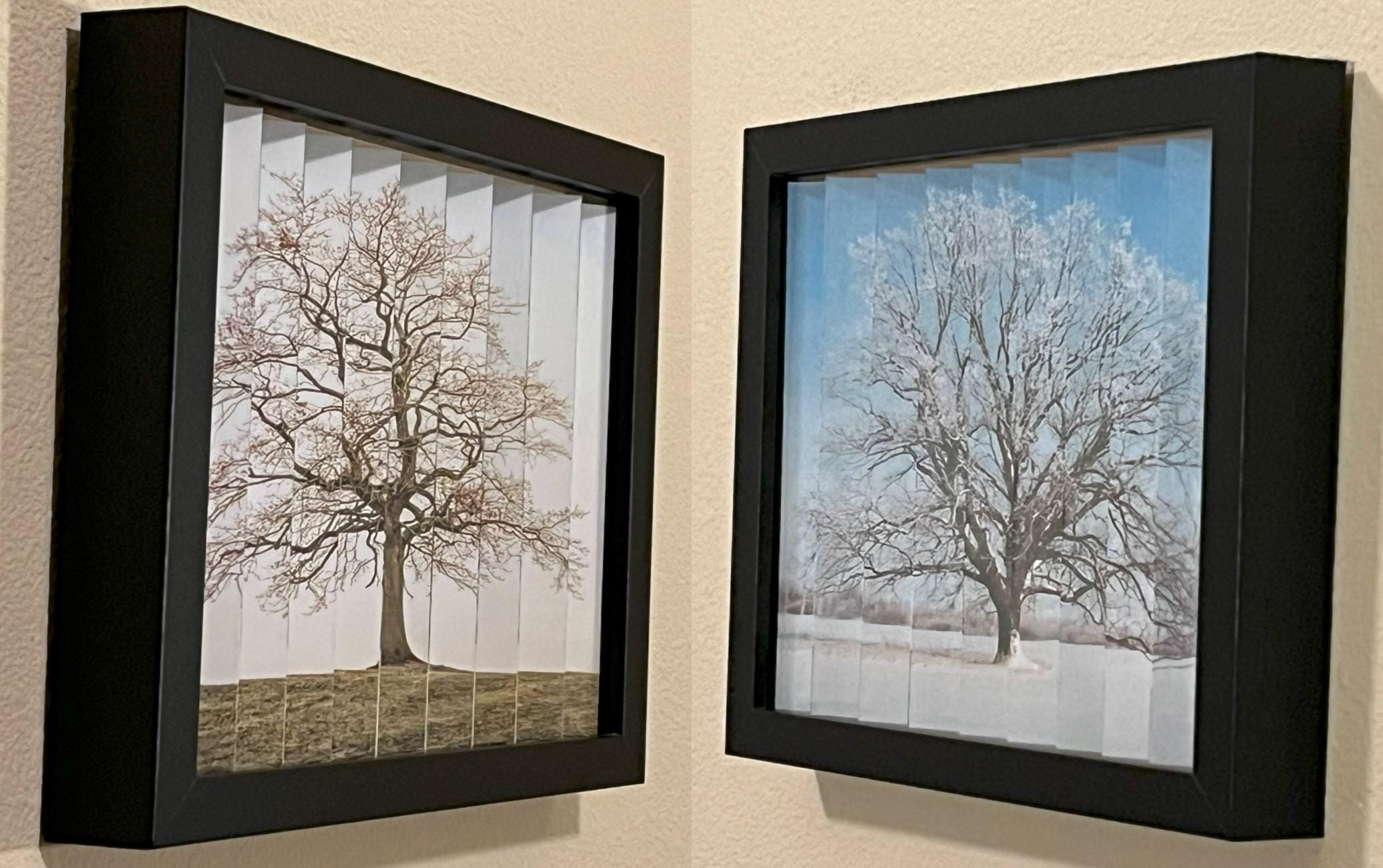 Oak Tree Kinetic Photograph, Agamograph: Winter and Spring in 8" X 10 ...
